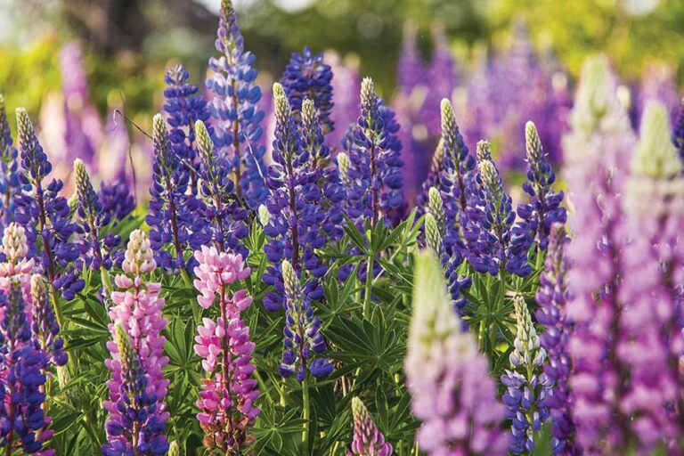 Russell Lupine Seeds — San Diego Seed Company