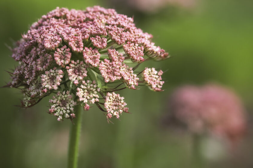 Organic Dara Daucus Seeds — San Diego Seed Company