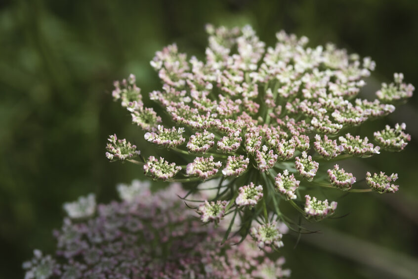 Organic Dara Daucus Seeds | San Diego Seed Company