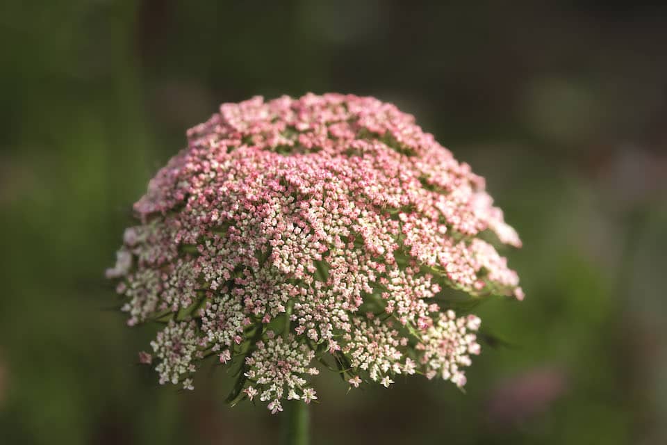 Organic Dara Daucus Seeds — San Diego Seed Company