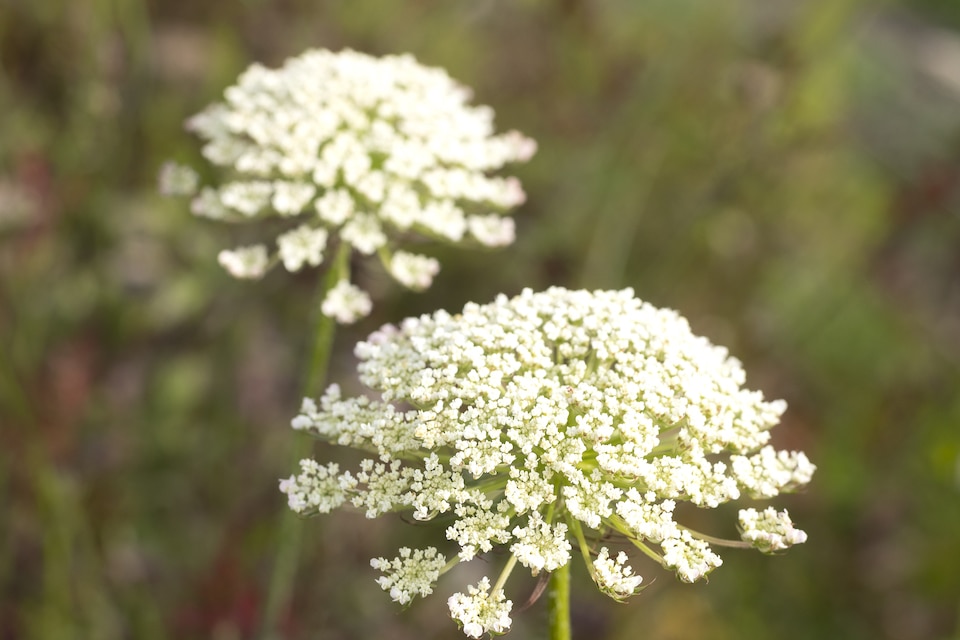 Organic Dara Daucus Seeds — San Diego Seed Company