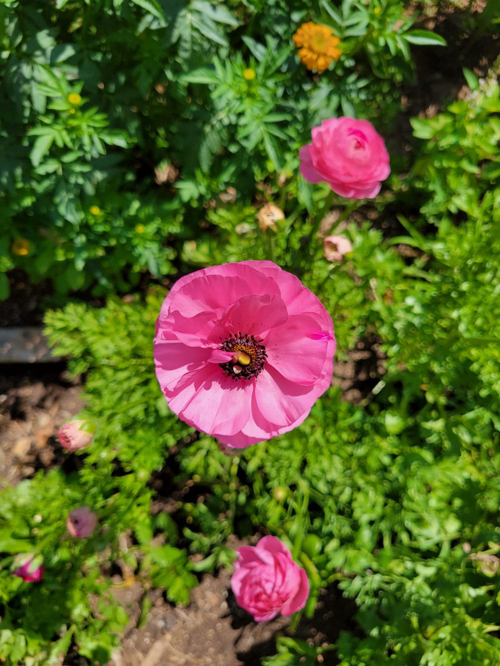 Planting ranunculus bulbs — San Diego Seed Company