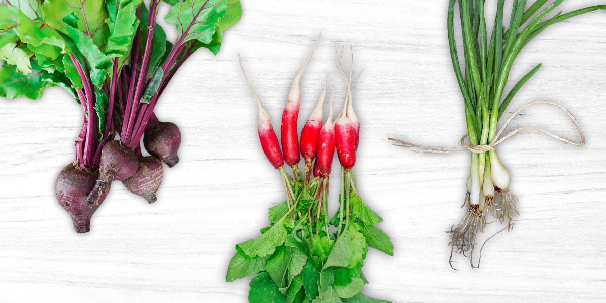 Shallow-Rooted Vegetables — San Diego Seed Company