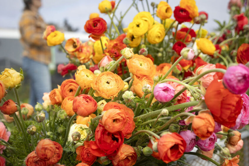 Cottage Garden Rainbow Mix Ranunculus Bulbs — San Diego Seed Company