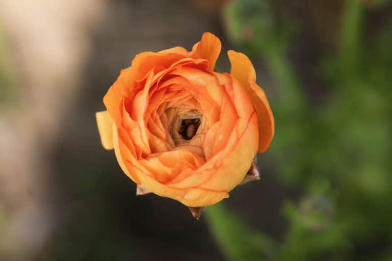 Ranunculus bulbs - A guide from A to Z — San Diego Seed Company