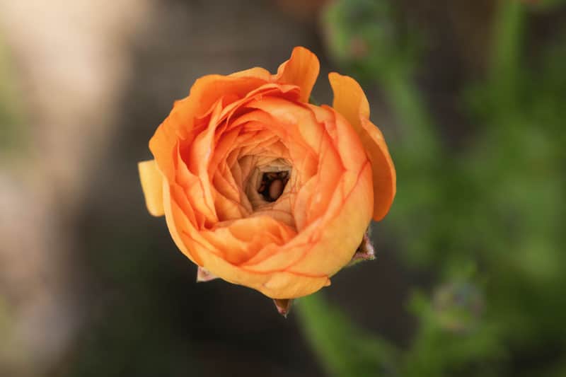 Ranunculus bulbs - A guide from A to Z — San Diego Seed Company