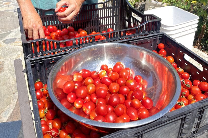 Datterino Tomato Seeds — San Diego Seed Company