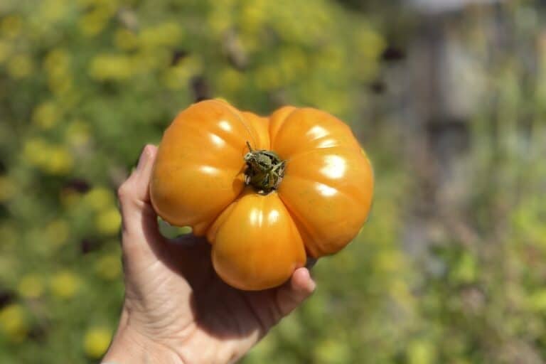 Organic Dixie Giant Tomato Seeds — San Diego Seed Company