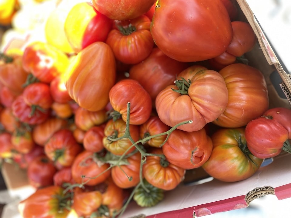 Red Reif Tomato Seeds — San Diego Seed Company